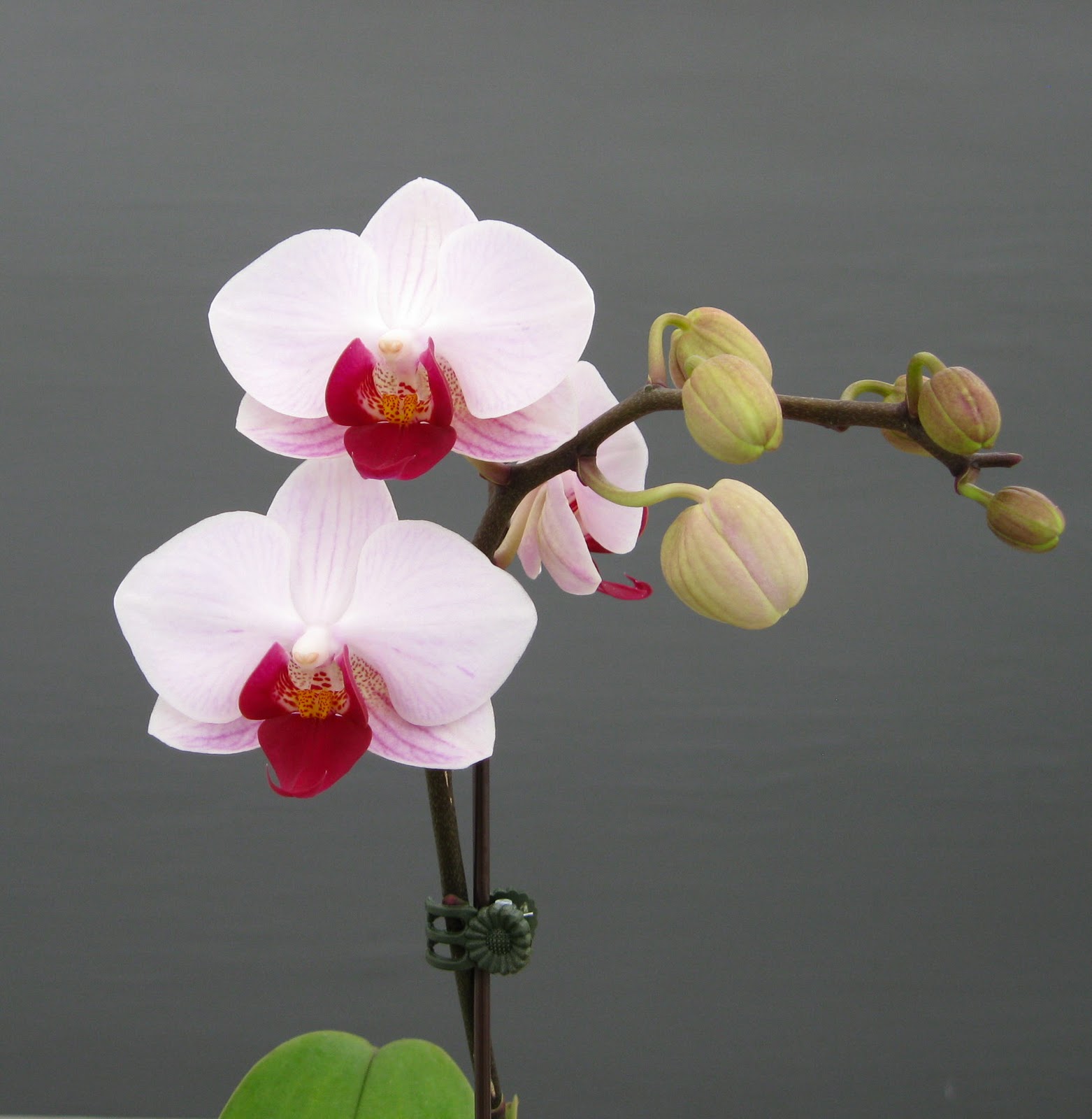 Miniature Moth Orchids | Orchidaceous! Orchid Blog