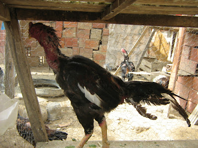 GALLOPOLIS: GALLO SHAMO + ASIL