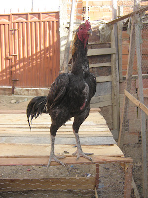 GALLOPOLIS: GALLO SUMATRA + KANDIES