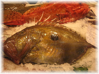 EL MILLOR PEIX: Gall ....Gall de Sant Pere