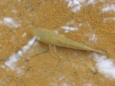 justin dive adventures: 'Longkang habitat' in Pulau Ubin