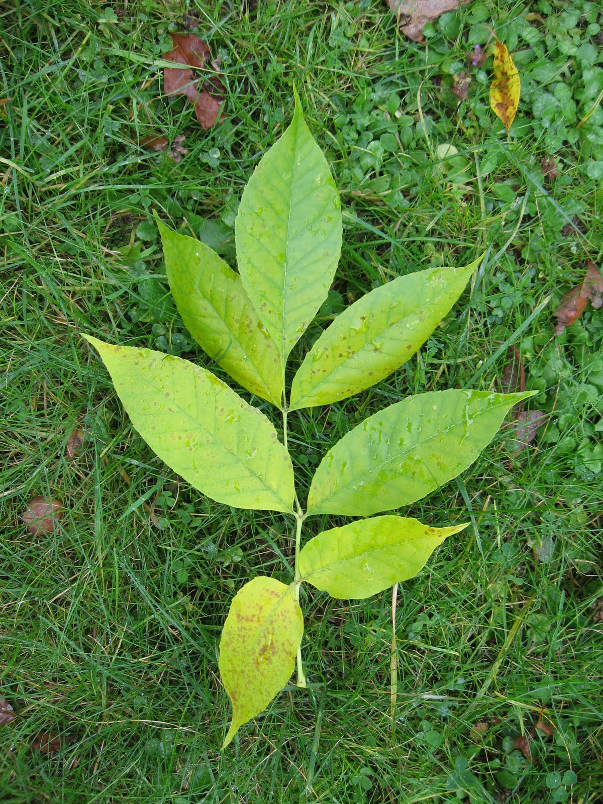 summit-talk-ash-tree-id