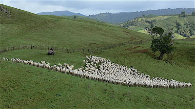 Woolshed 1: Breeding sheep to eliminate dags and worms. 2.