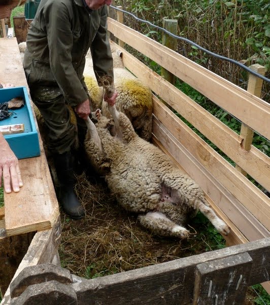 Woolshed 1: Animal behaviour and welfare: Sheep Part 3