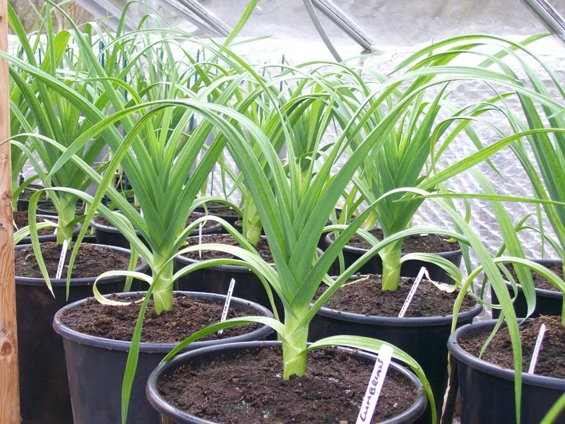 Woolshed 1: Leeks - their Growing and Showing.