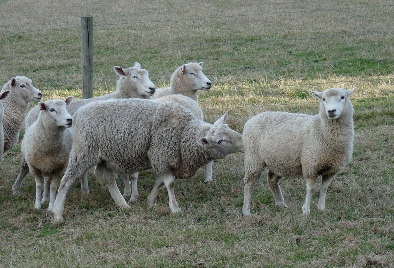 Woolshed 1: Sheep Farm Husbandry - Reproduction: The ewe and mating ...