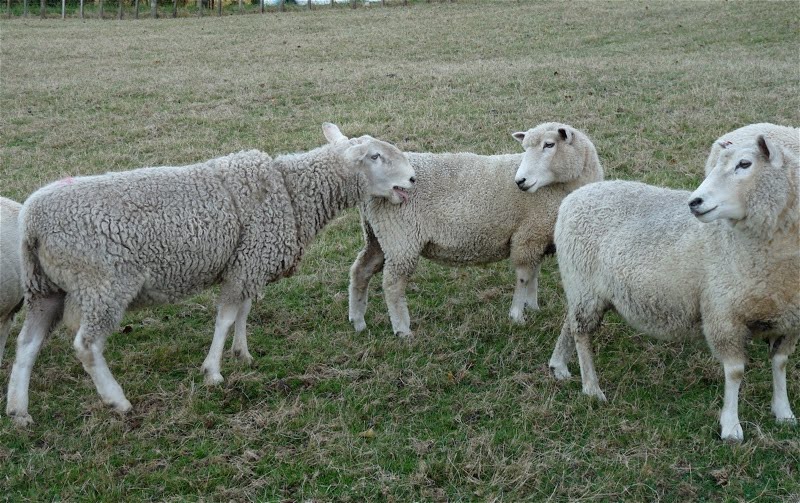 Woolshed 1: Animal behaviour and welfare: Sheep Part 2