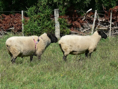 Woolshed 1: Sheep Farm Husbandry - Reproduction: The ewe and mating ...