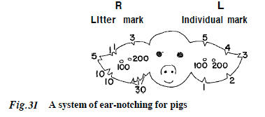 Woolshed 1: An Introduction to Practical Animal Breeding: Part IV ...