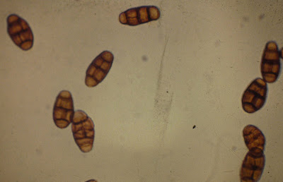 Woolshed 1: Facial Eczema (FE). Farmer Information. Part 2. Fungicides ...