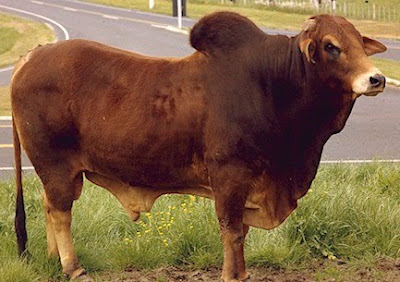 woolshed-1-cattle-farm-husbandry-beef-cattle-breeds-in-new-zealand