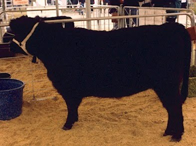 Woolshed 1: Cattle farm husbandry: Beef cattle breeds in New Zealand