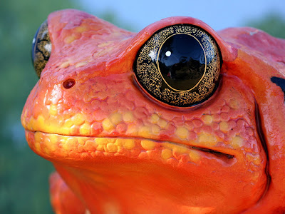 Amazing Images: Red Frog | 100snaps