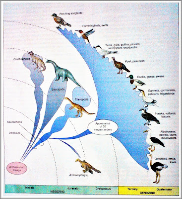 WELCOME TO AVES: BIRDS EVOLUTION