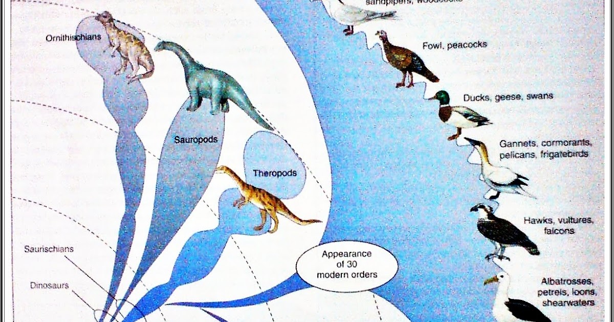 Aves Park: BIRDS CLADOGRAM