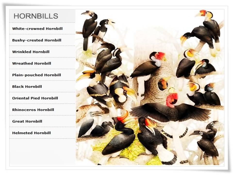 WELCOME TO AVES: 10 TYPES OF HORNBILLS IN MALAYSIA