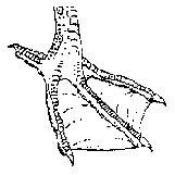 WELCOME TO AVES: Types of Birds' Feet