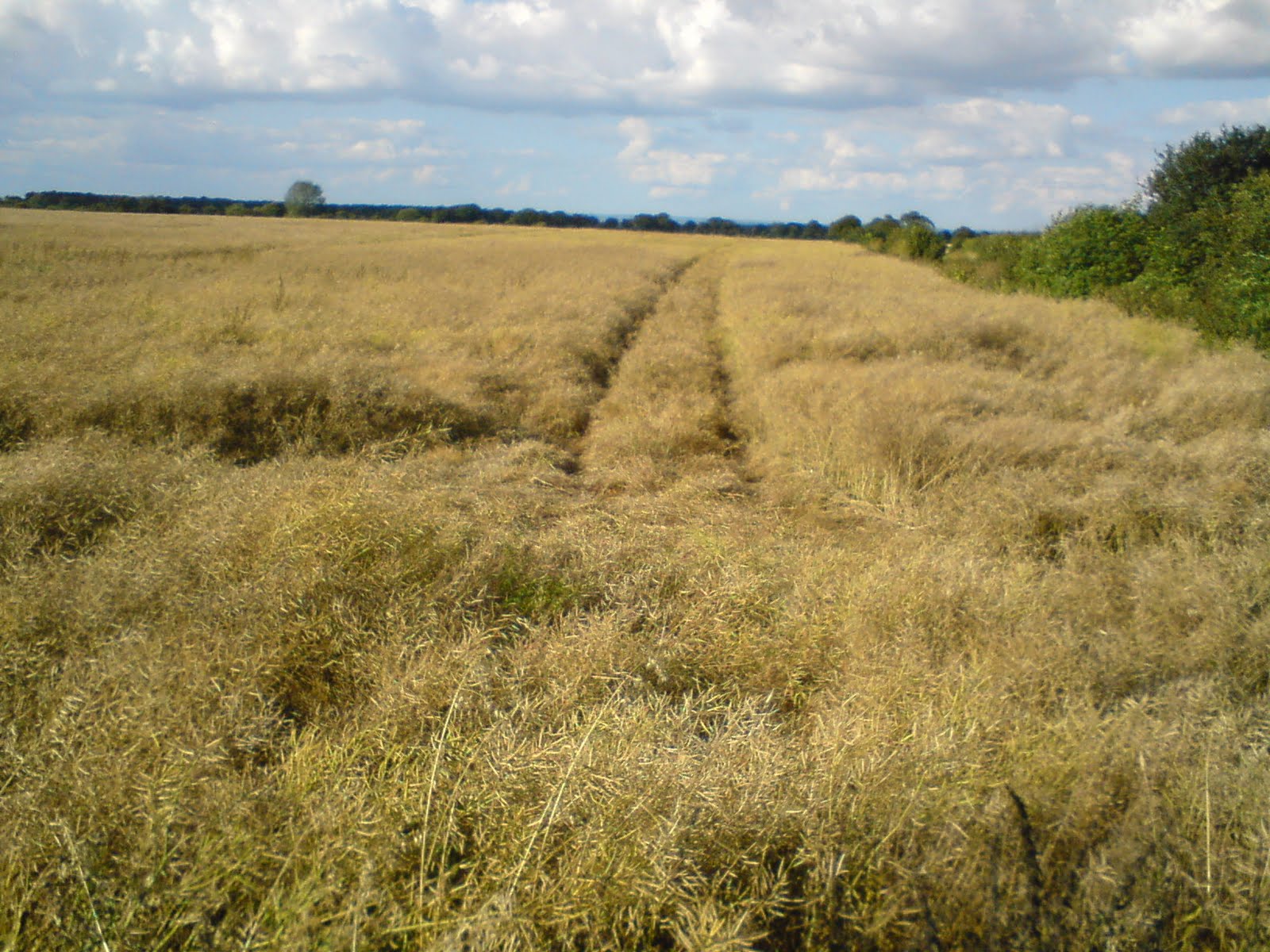wargamemen: marston moor
