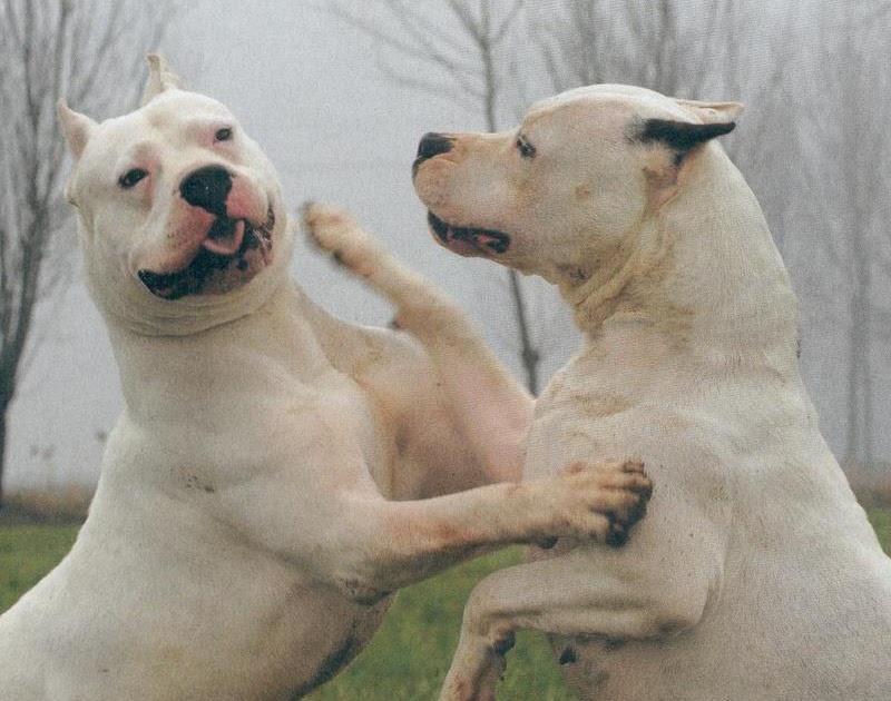 blog sul cane e i cuccioli: DOGO ARGENTINO: Caratteristiche e peculiarità