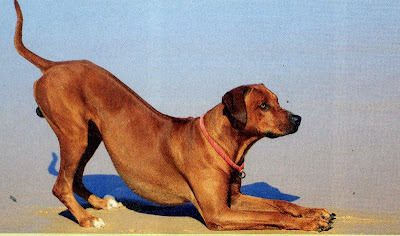 blog sul cane e i cuccioli: CLUB DI RAZZA: RHODESIAN RIDGEBACK