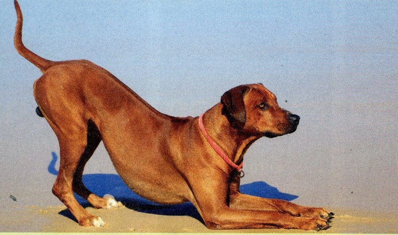 blog sul cane e i cuccioli: CLUB DI RAZZA: RHODESIAN RIDGEBACK