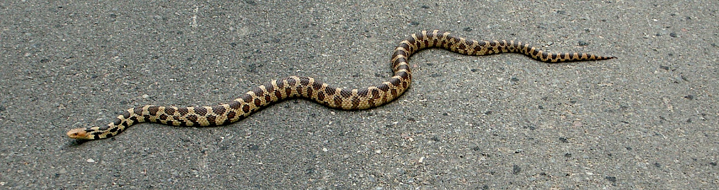 Franklyspeaking: Alrightnowyoutellme (3)