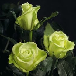 All about BeeZee's Wedding: Wedding Flowers