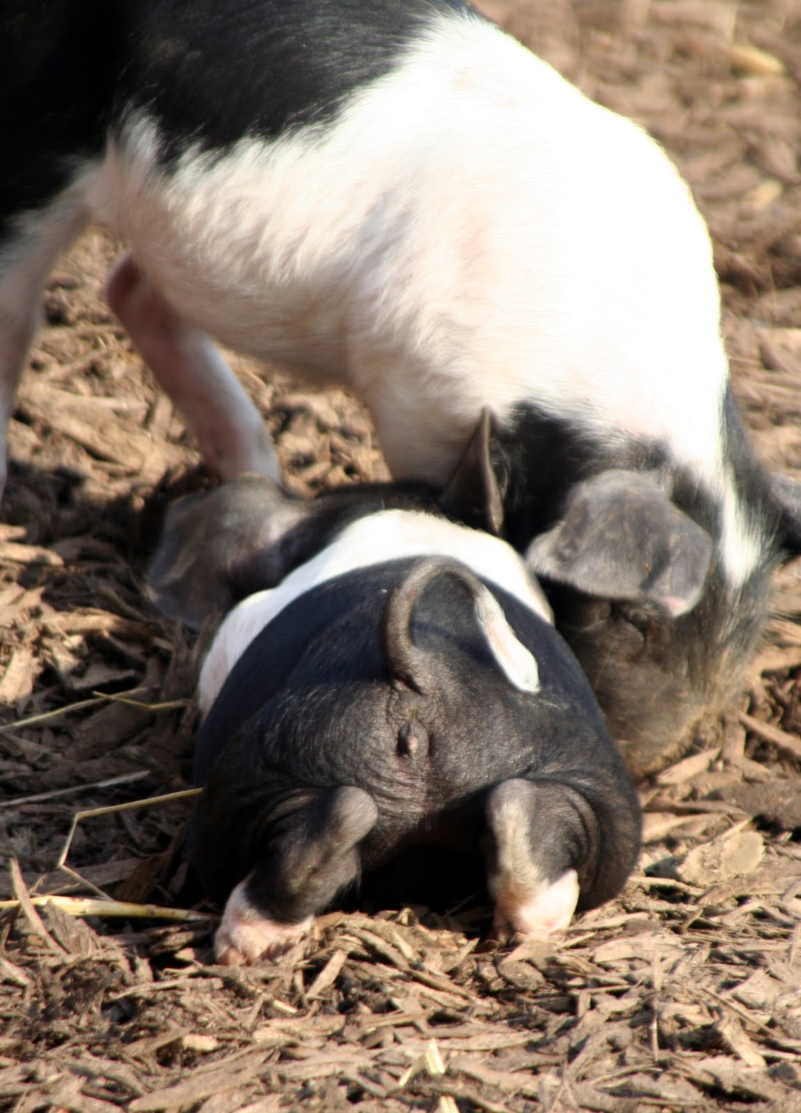 BT - The Crafty Gardener: Suffolk Visit Part 2