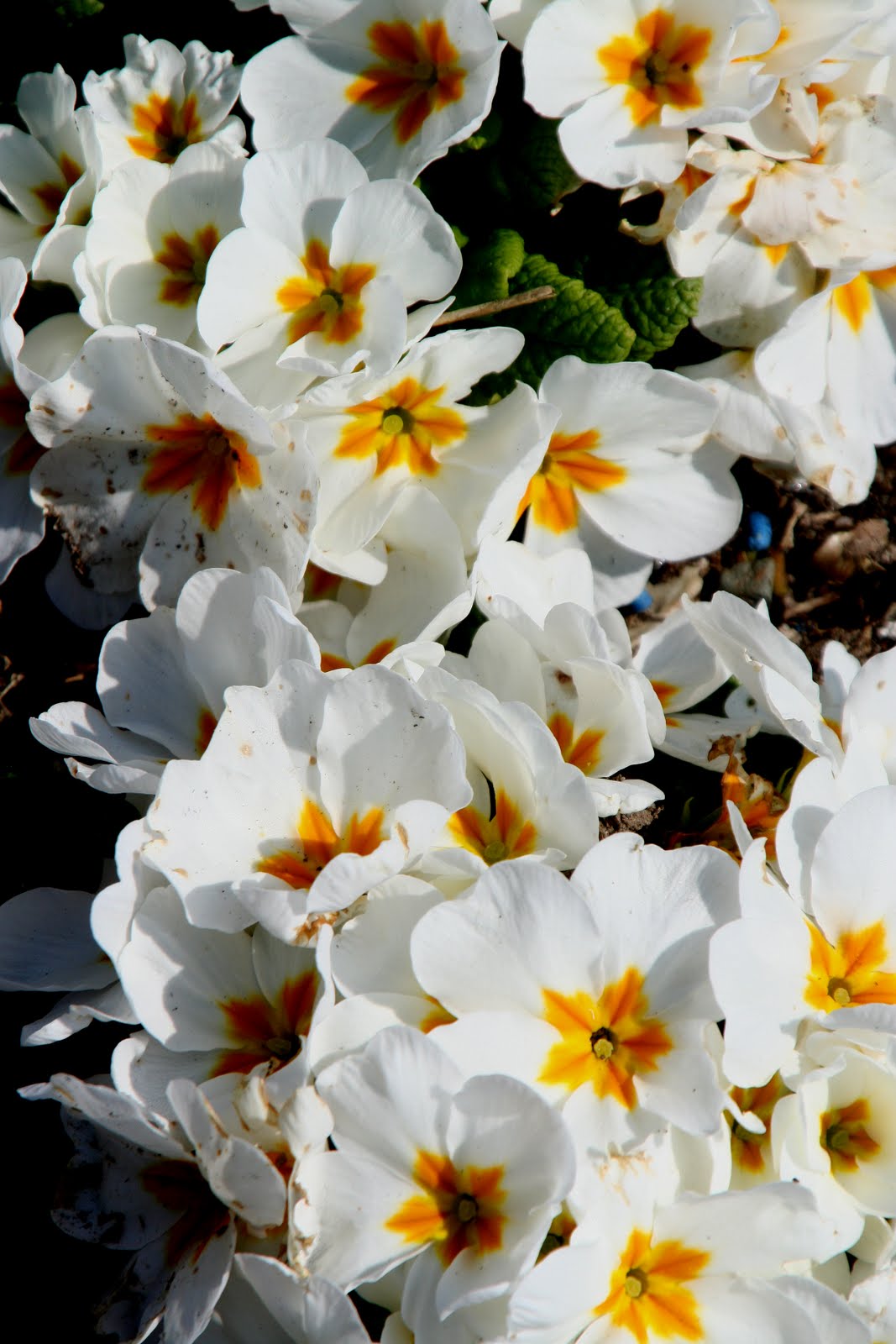 BT - The Crafty Gardener: Garden Photos. Spring Flowers.