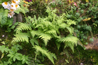 BT - The Crafty Gardener: Flower and Fern Mania, 28th April 2009
