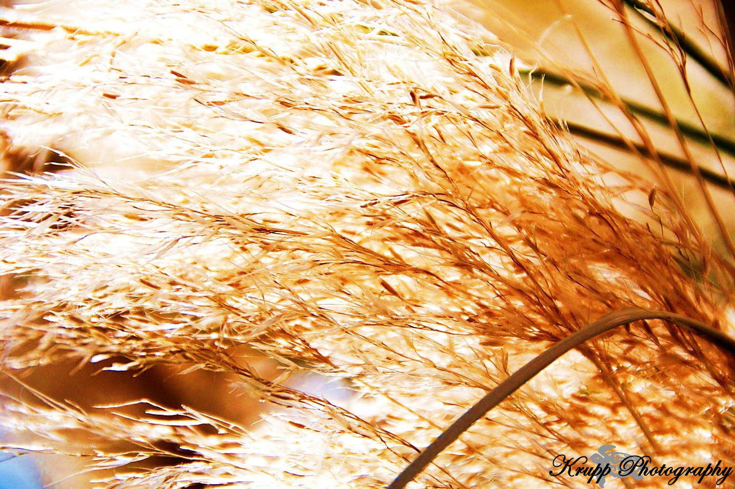 Krupp Photography: Bush Blowing in the Wind