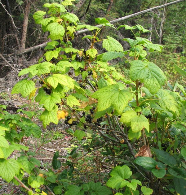 Yukon Wild Berries: Ribes hudsonianum