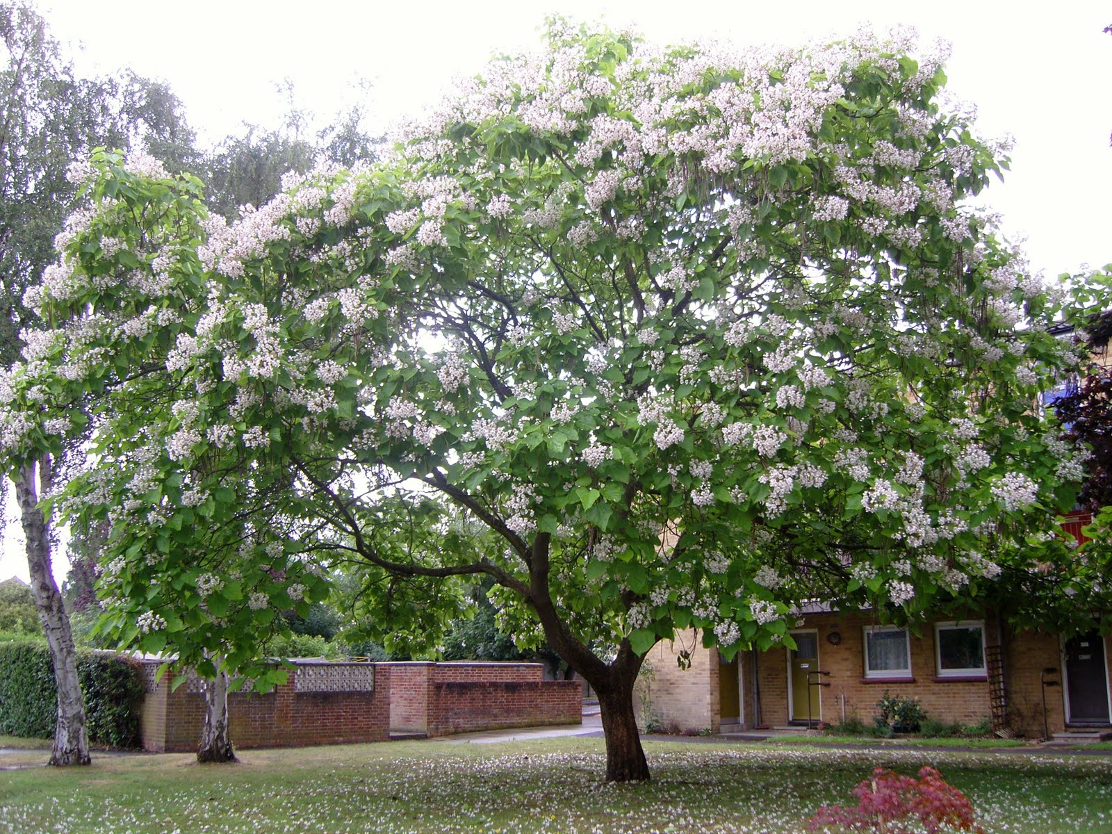 Beauty in small things: An African Orchid Tree in Farnborough