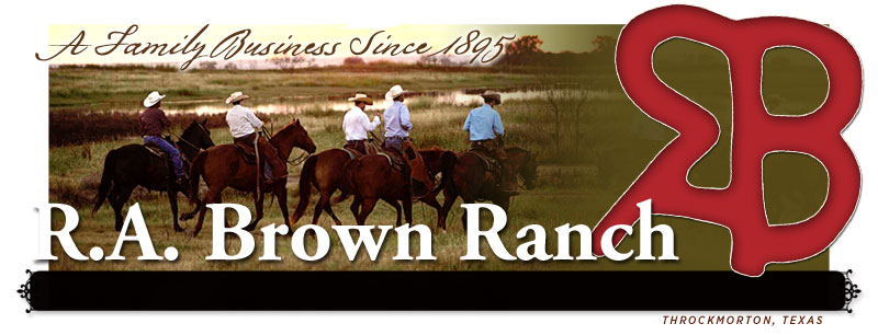 R.A. Brown Ranch Blog: "RAB KICK OFF" - The LEAD OFF ANGUS BULL