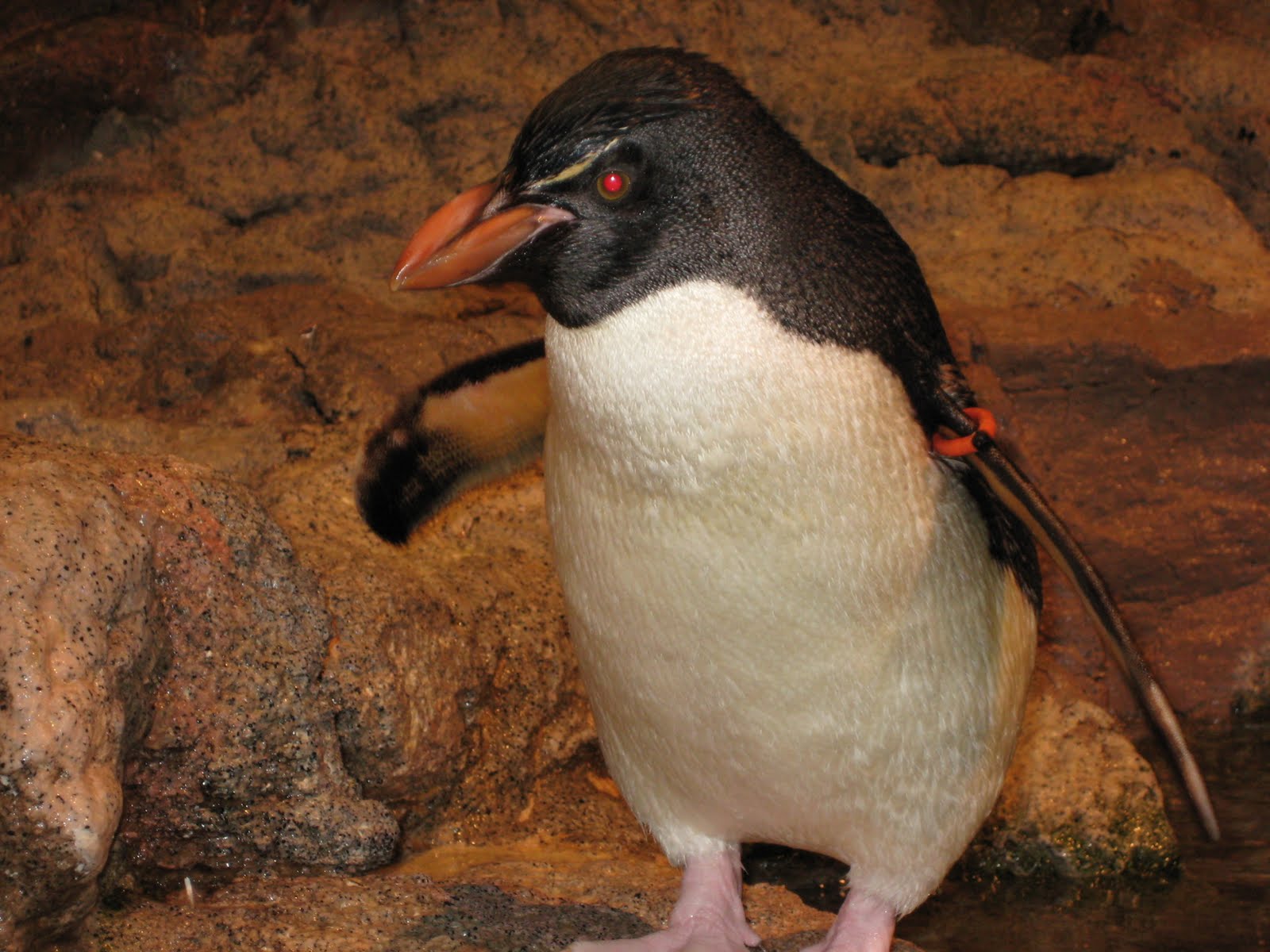 Penguin Blog