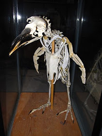 Penguin Blog: FAQ: Do penguins have knees?