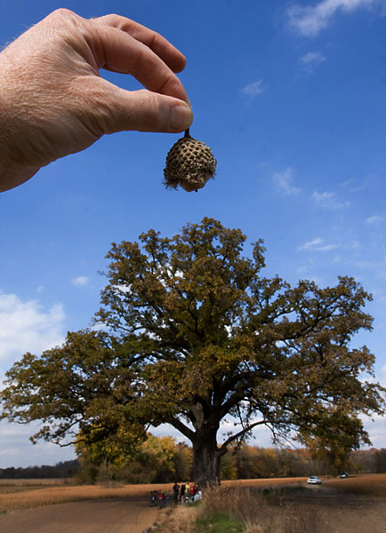 Fred Barnes Photo Blog: Oldest Burr Oak tree in State