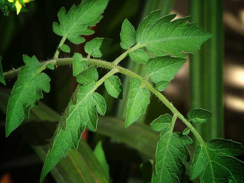 Sharing Photography: Daun Tomat