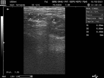 Linfoma intestinal em um felino