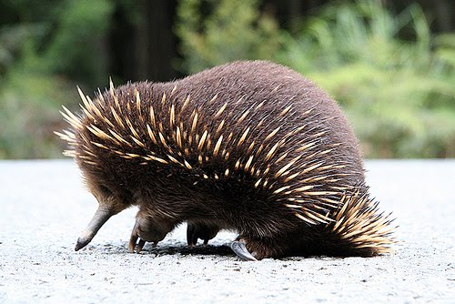 Long-Beaked Echidna