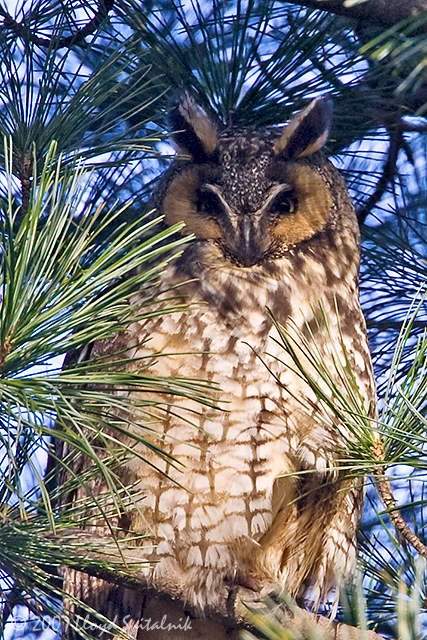 Long-Eared Owl