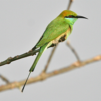 Green Bee-Eater