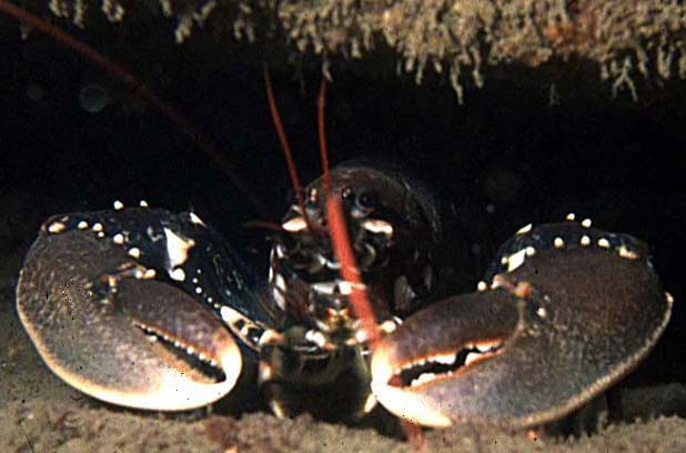 Lobster