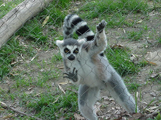 Lemur