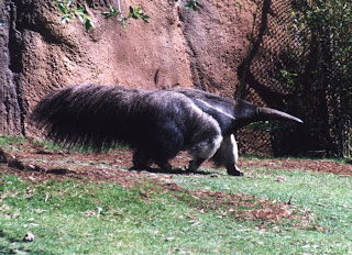 Anteater