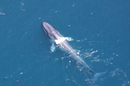 Blue Whale