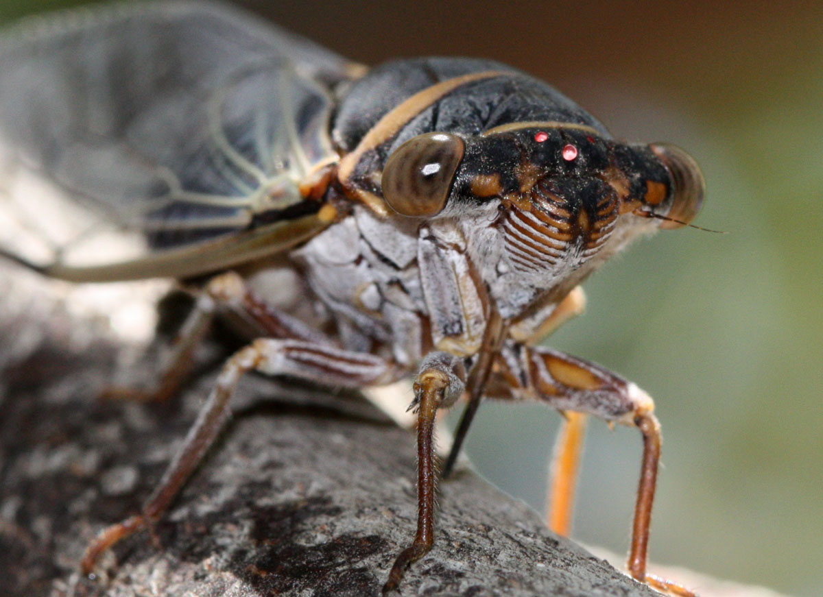 The Ketelsens!: Cicada Season!
