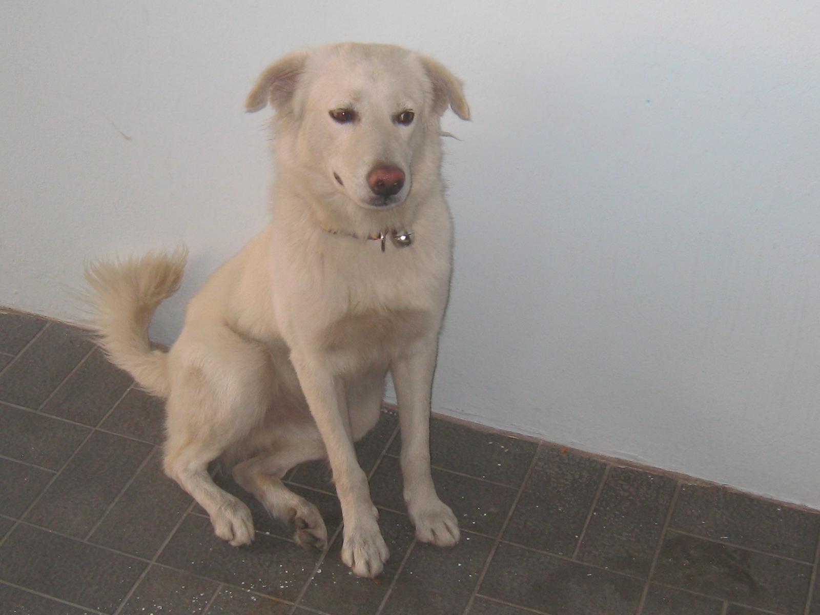 Whitey You Dog – MangoZeen