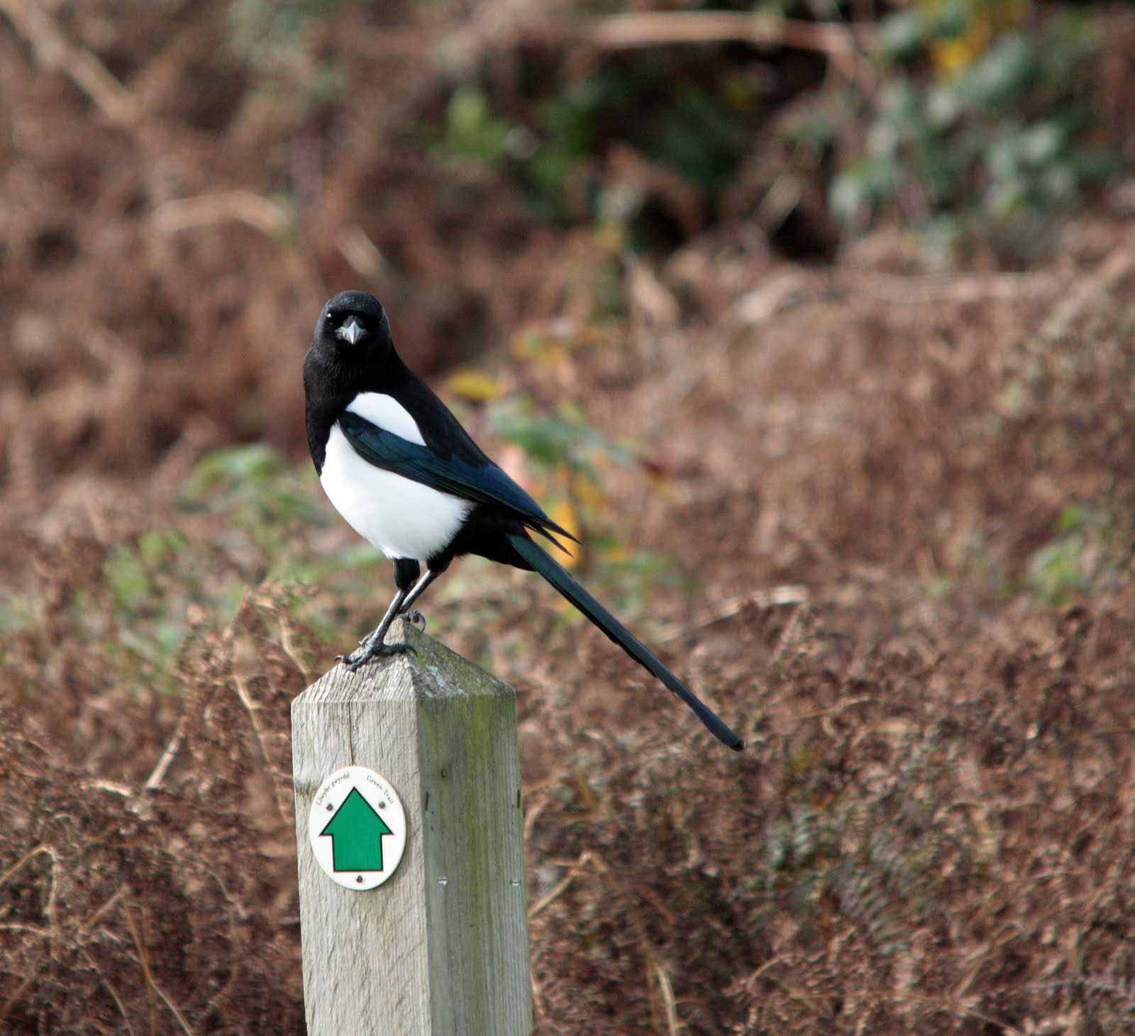 Out and About with Stu: A rare sighting at Kenfig Nature Reserve!!!!