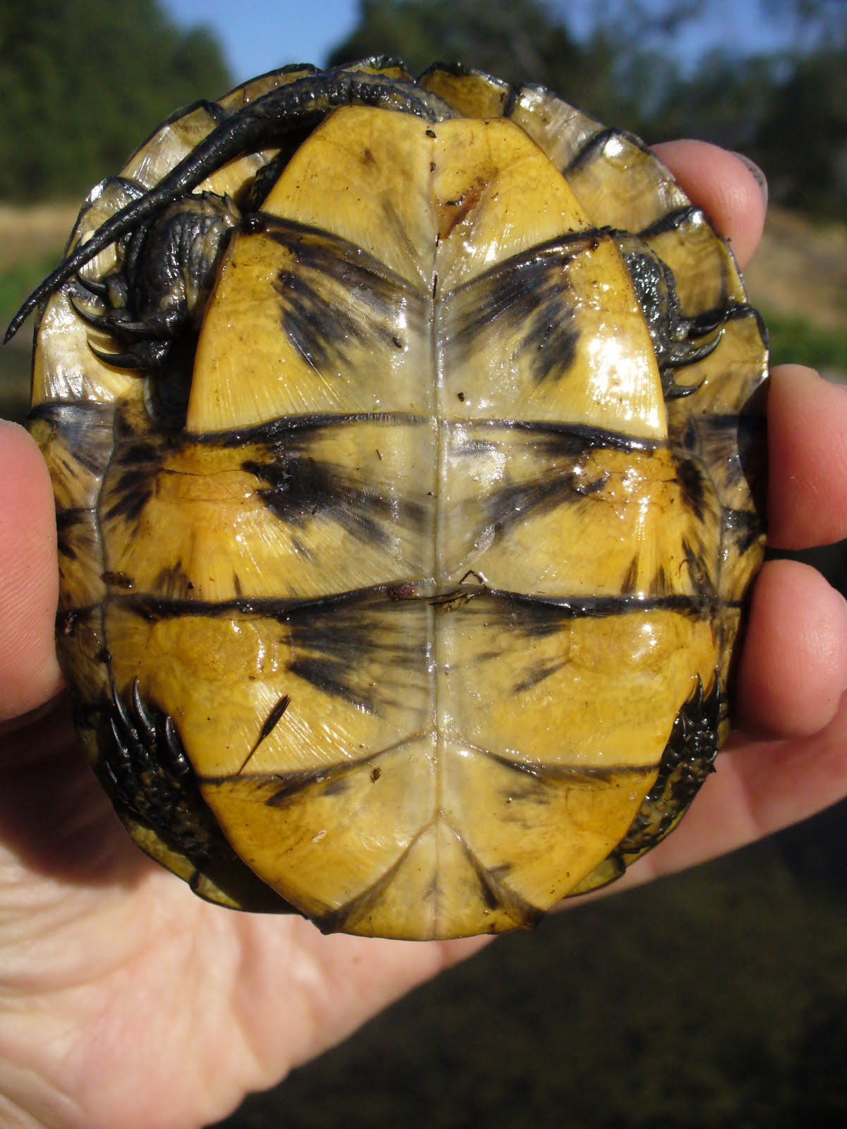 Western Pond Turtle Research